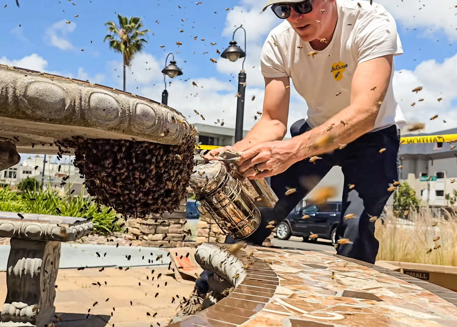 Live Bee Removal | Free Estimate | 21 Years Experience