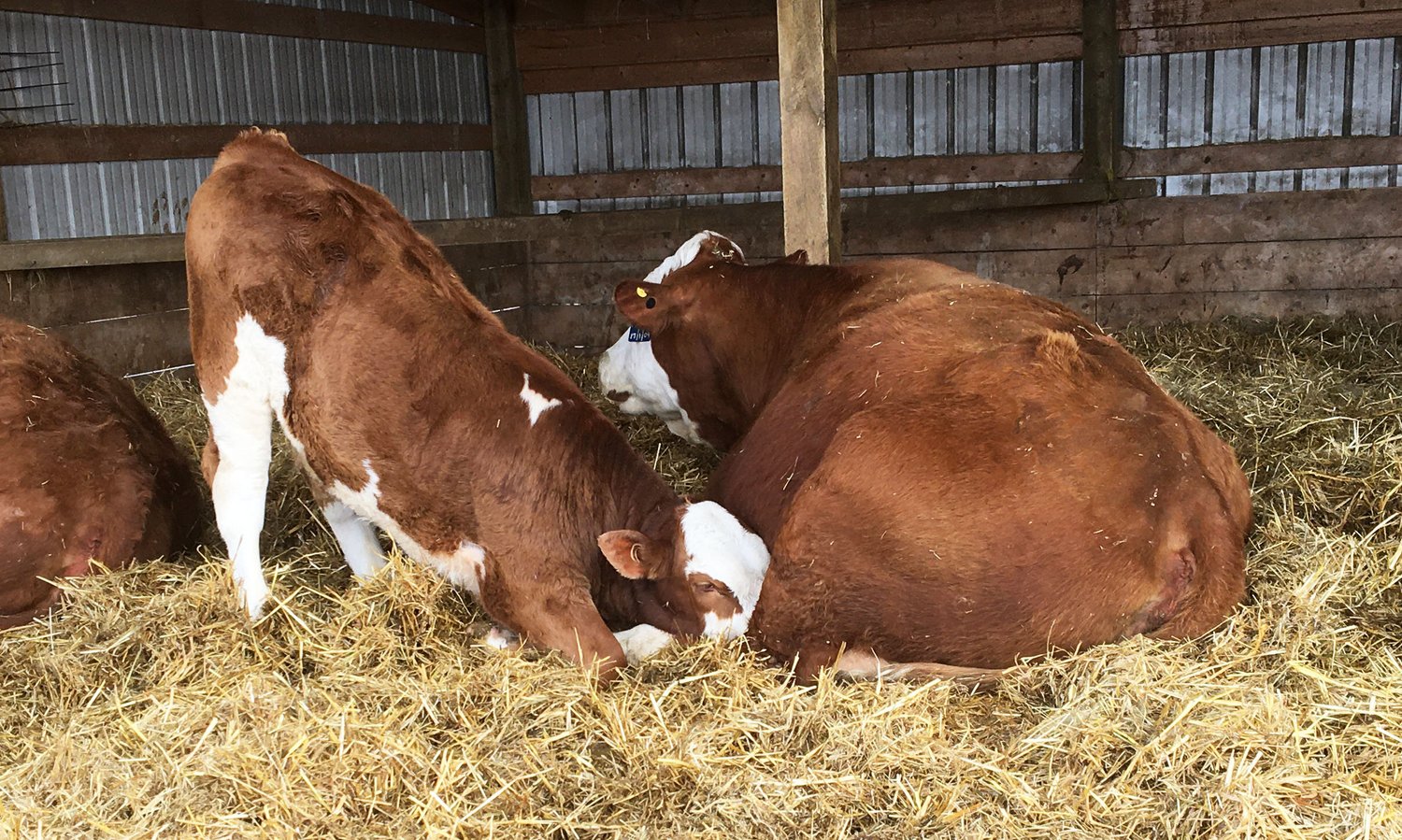 Photo Gallery — Lakeview Simmentals - Meacham, Saskatchewan Canada