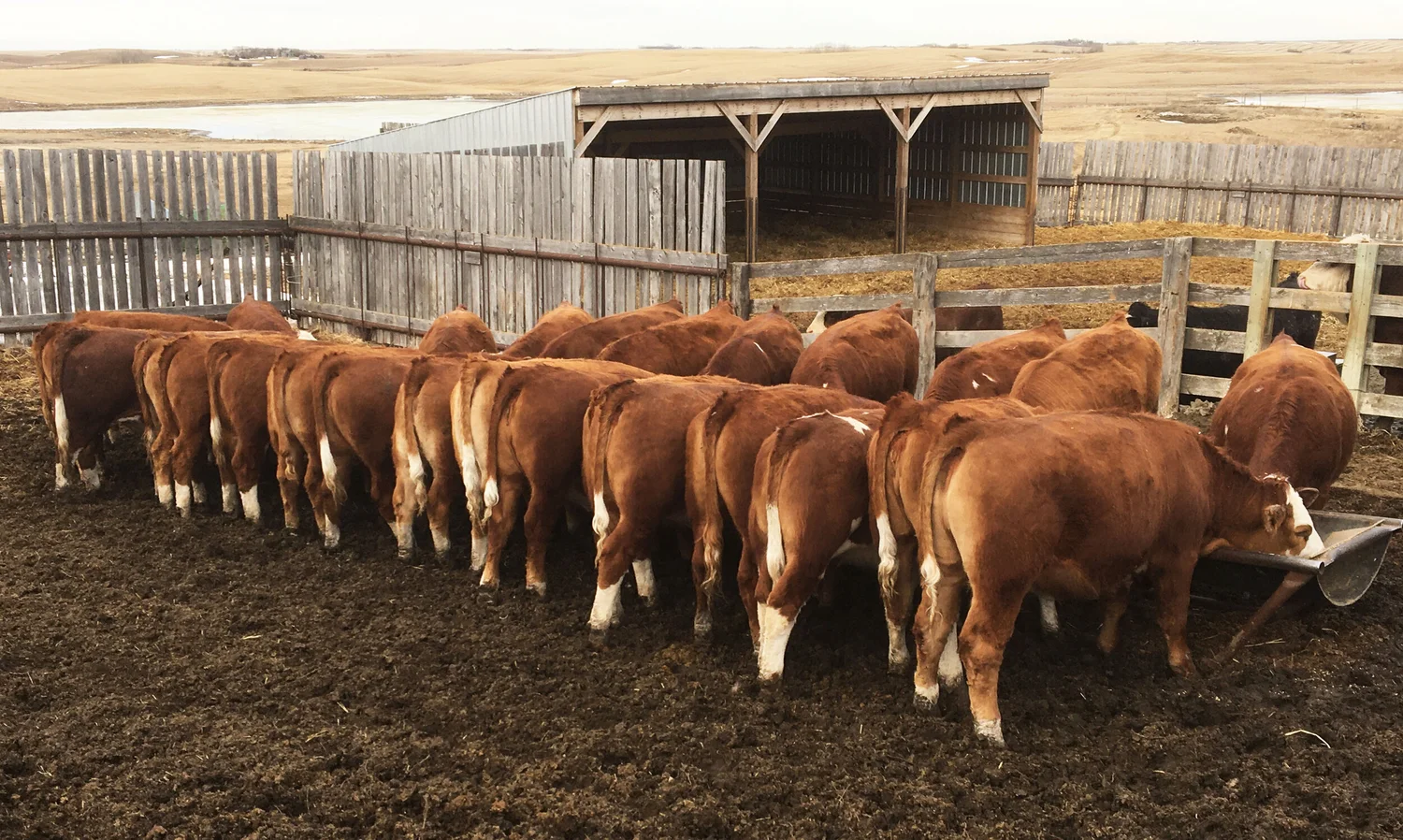 Photo Gallery — Lakeview Simmentals - Meacham, Saskatchewan Canada