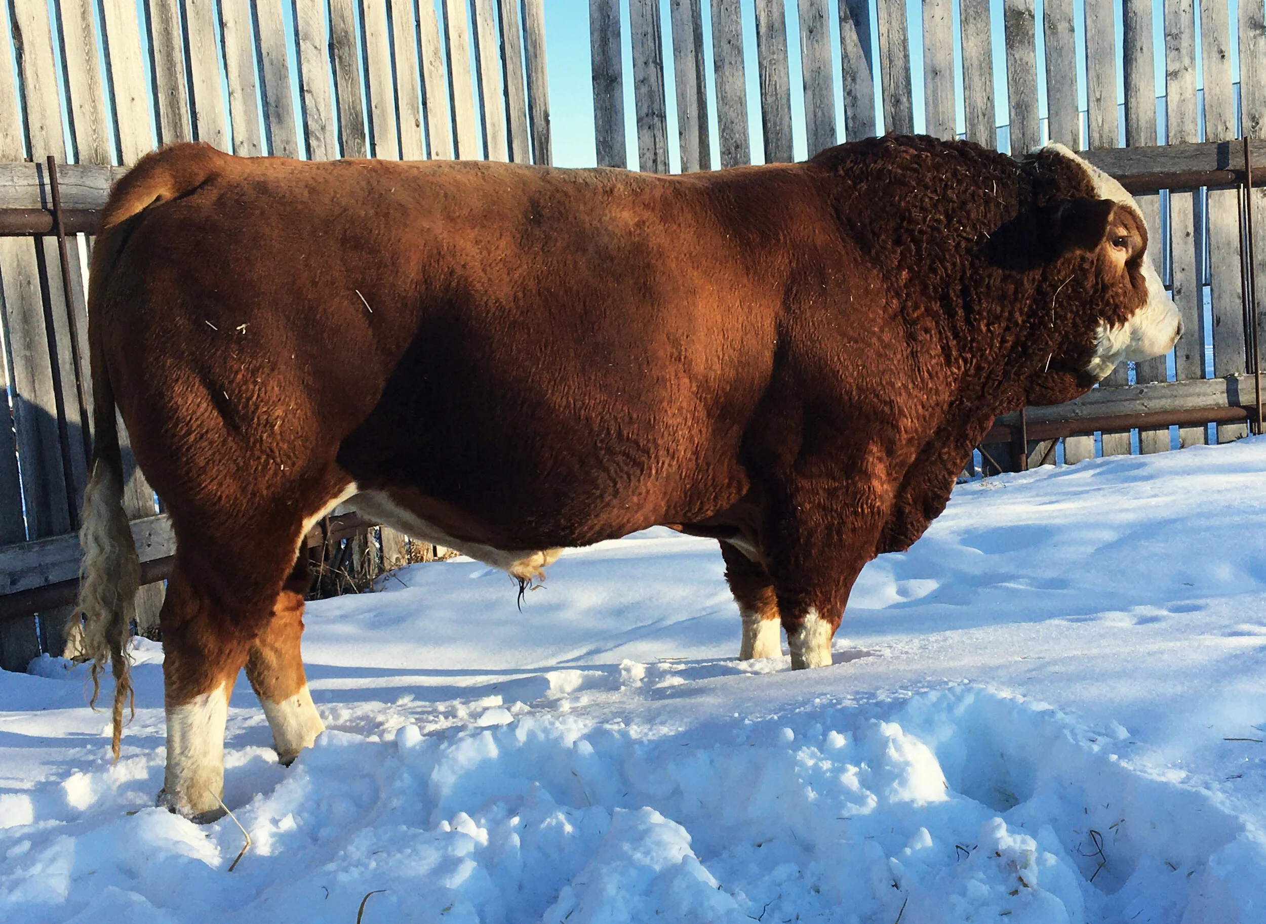 Photo Gallery — Lakeview Simmentals - Meacham, Saskatchewan Canada