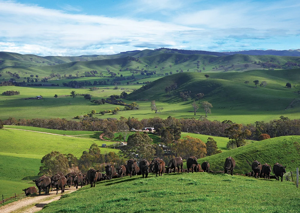 Employment — Lawsons Angus