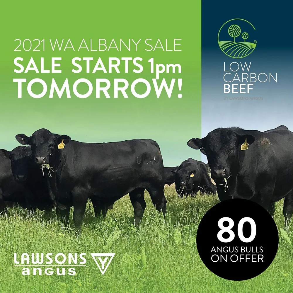 Lawsons Angus