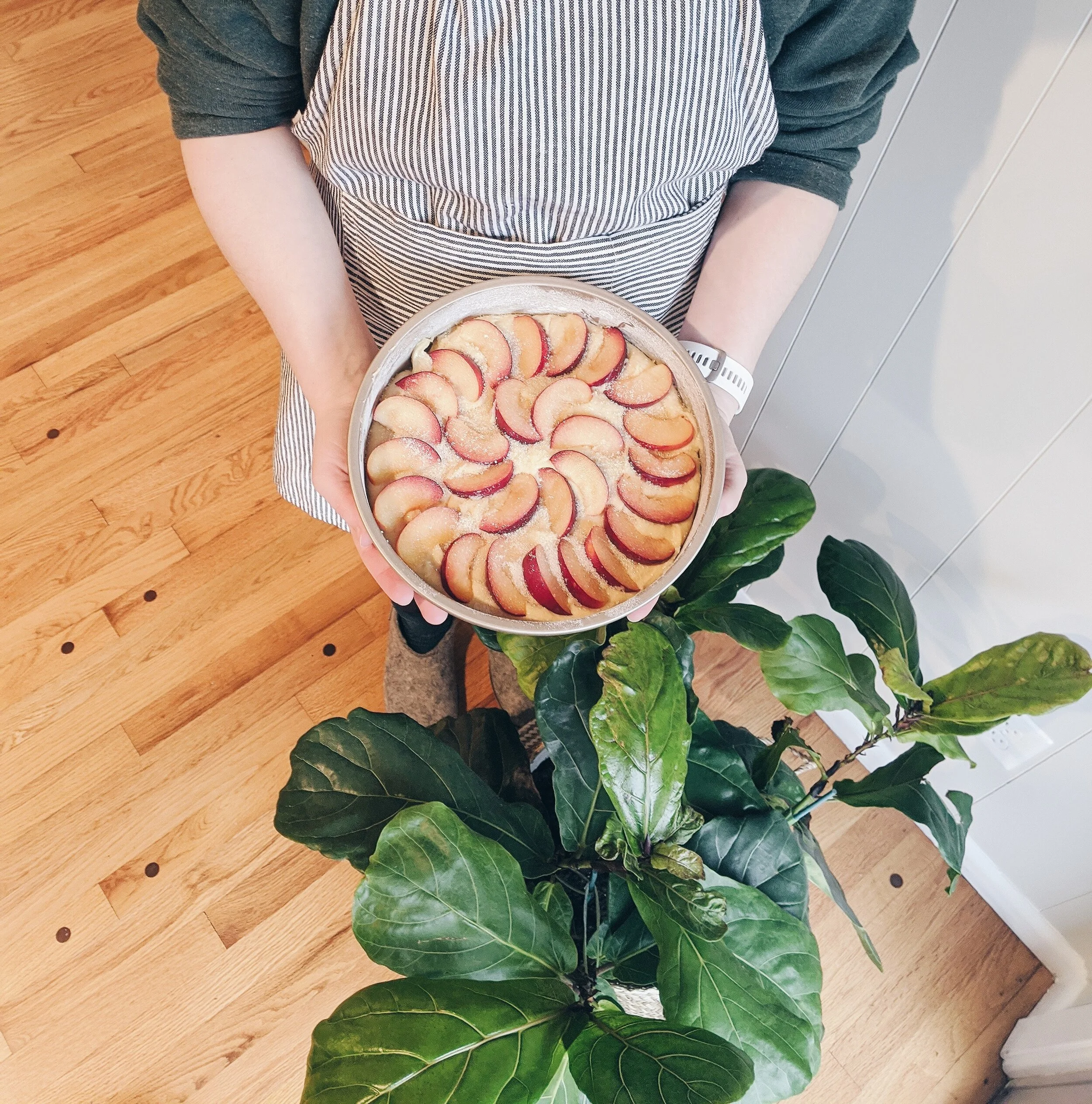 Austrian Plum Cake — Paulina Comes Clean