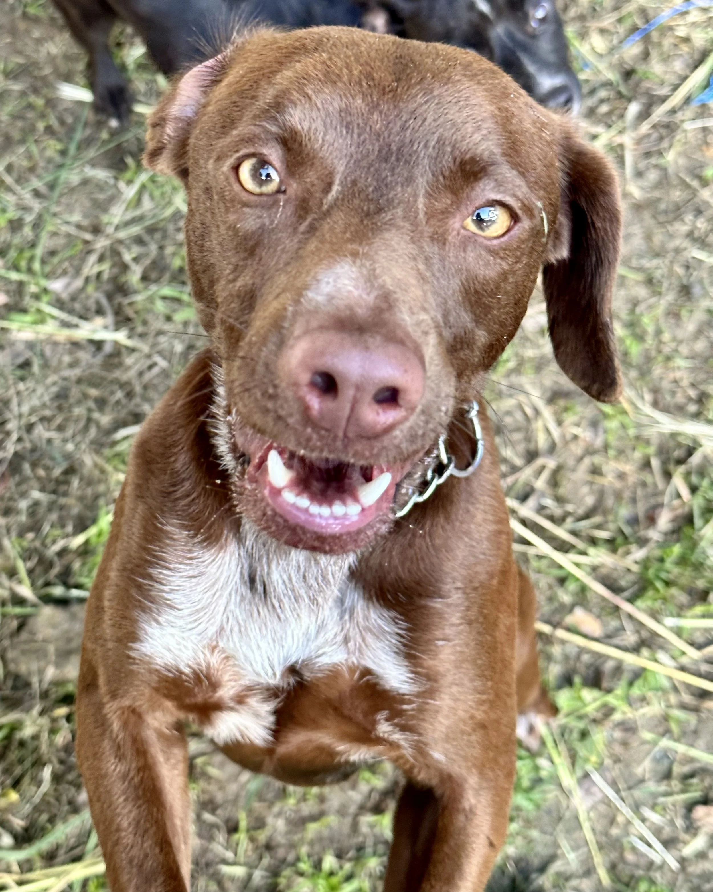 Chocolate Lab Pointer Mix