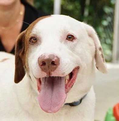 Animal Lighthouse Rescue