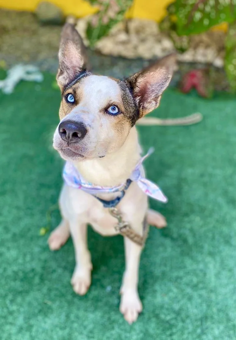 Animal Lighthouse Rescue