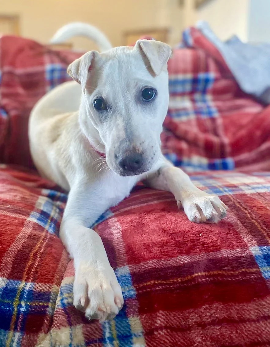 Animal Lighthouse Rescue