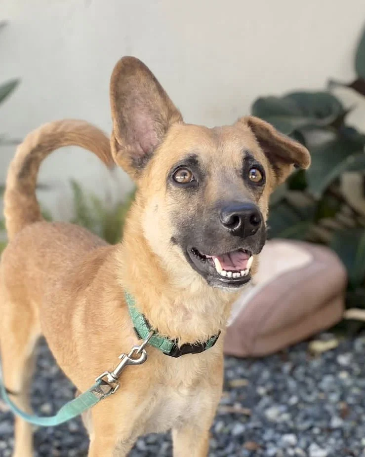 Animal Lighthouse Rescue