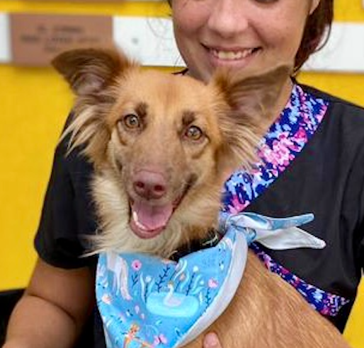 Animal Lighthouse Rescue