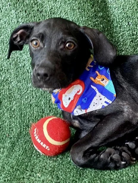 Animal Lighthouse Rescue