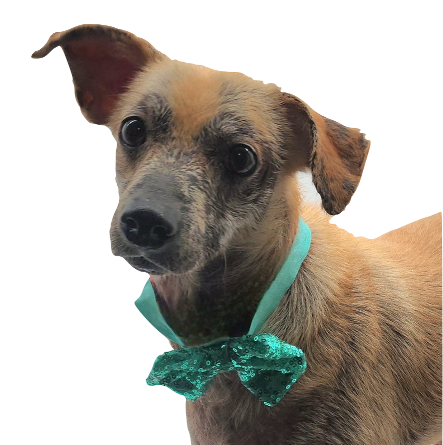 Animal Lighthouse Rescue