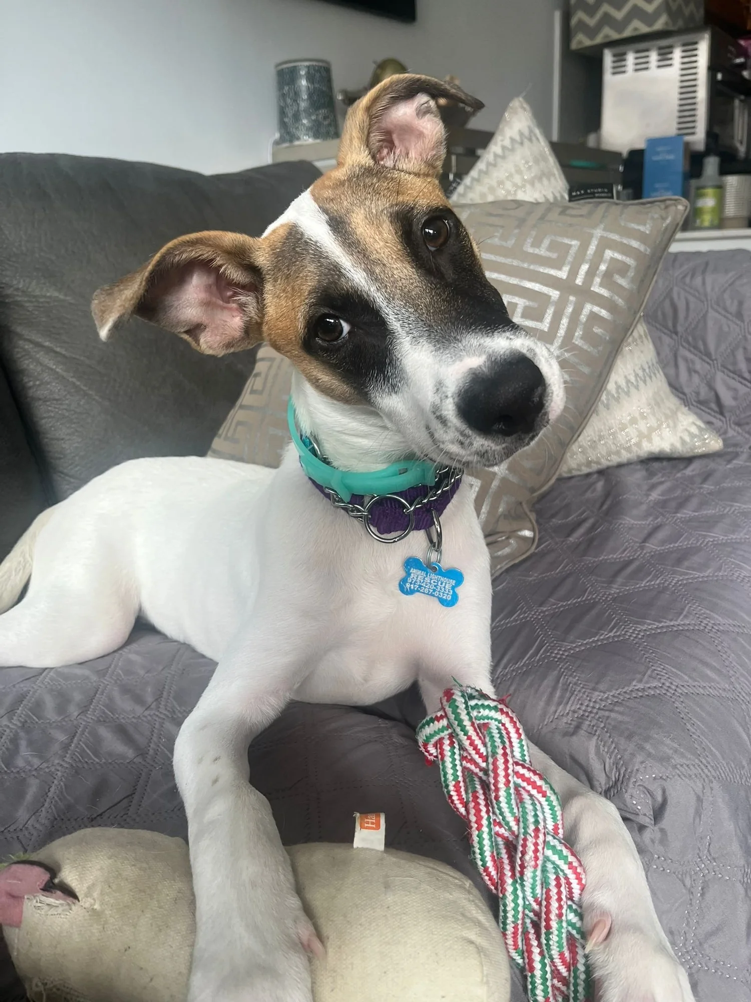 Animal Lighthouse Rescue