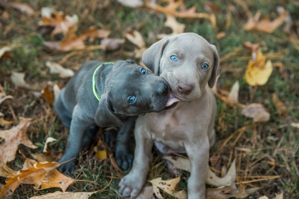 Weimaraner Dog Puppy