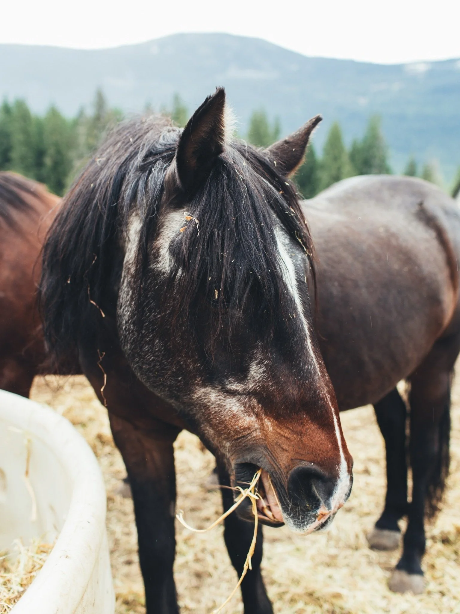 Our Horses — Copper Cayuse Outfitters