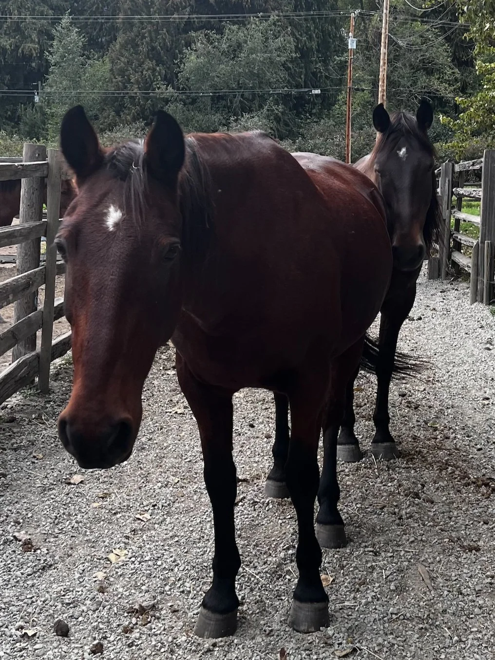 Our Horses — Copper Cayuse Outfitters