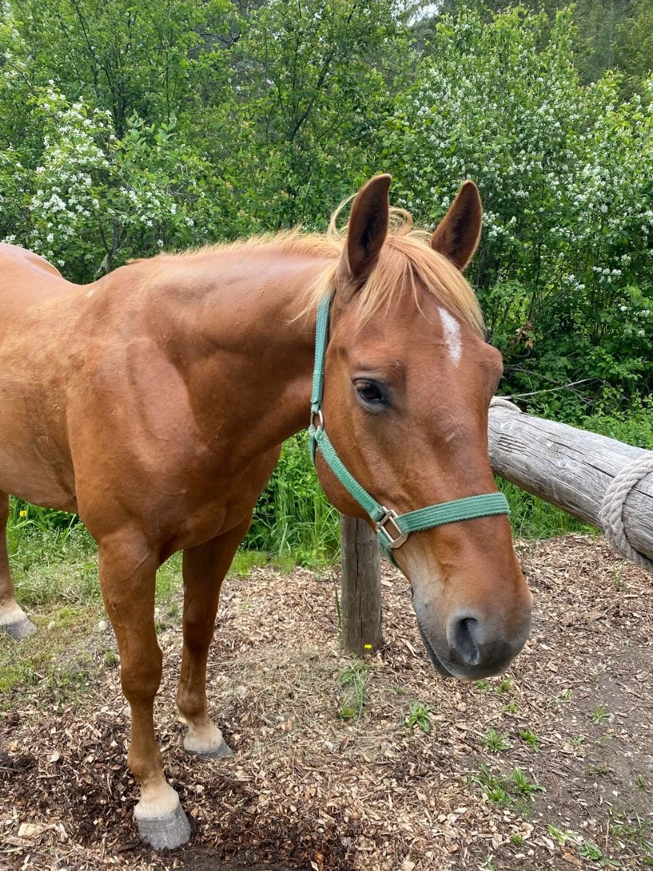 Our Horses — Copper Cayuse Outfitters