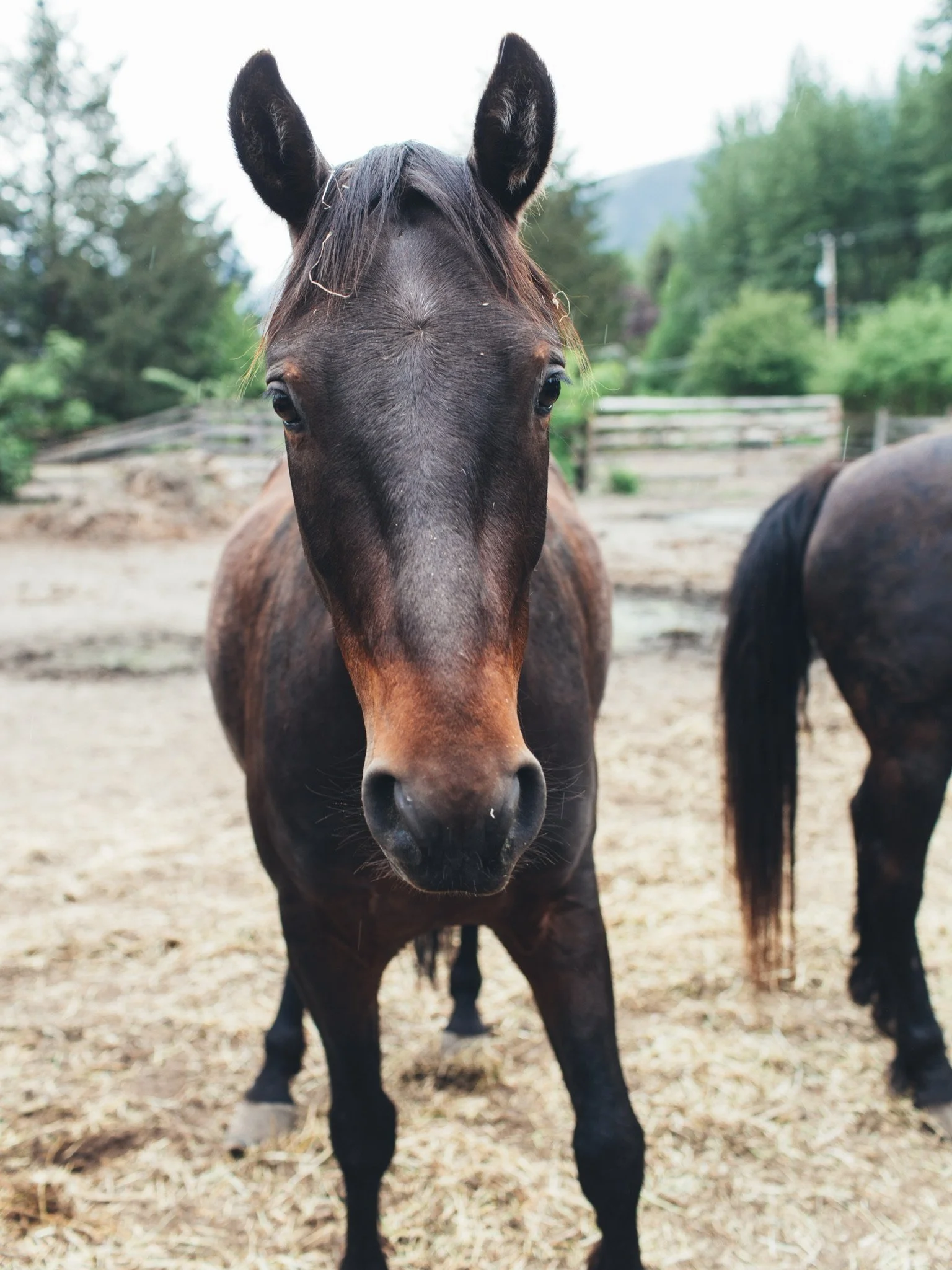 Our Horses — Copper Cayuse Outfitters