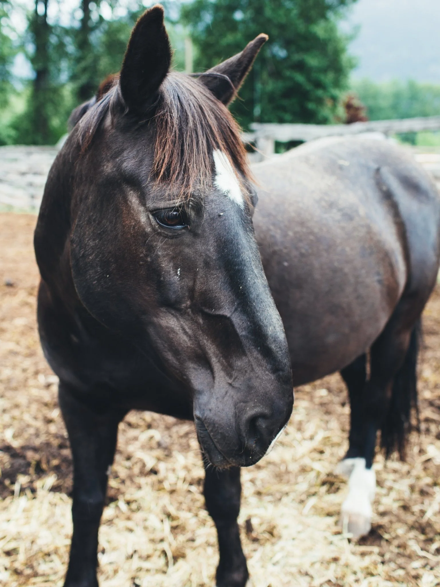 Our Horses — Copper Cayuse Outfitters