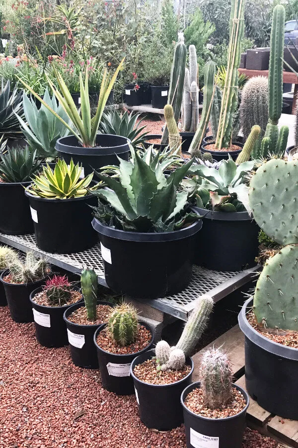 How To Propagate And Repot Agave Pups — Greenhouse Studio