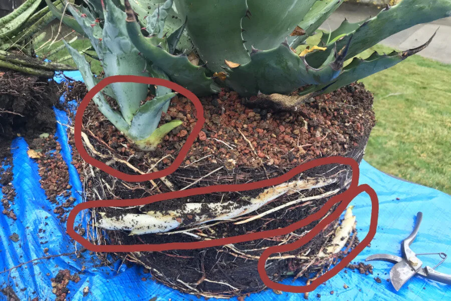 How To Propagate And Repot Agave Pups — Greenhouse Studio