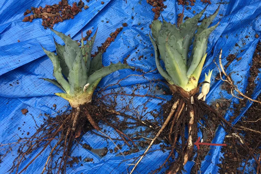 How To Propagate And Repot Agave Pups — Greenhouse Studio