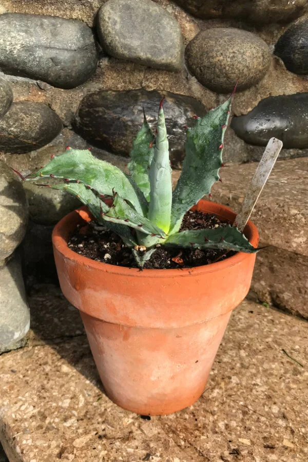 How To Propagate And Repot Agave Pups — Greenhouse Studio