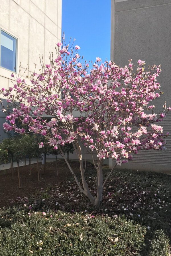 Saucer Magnolias [Winter Flowering Trees & Shrubs] — Greenhouse Studio
