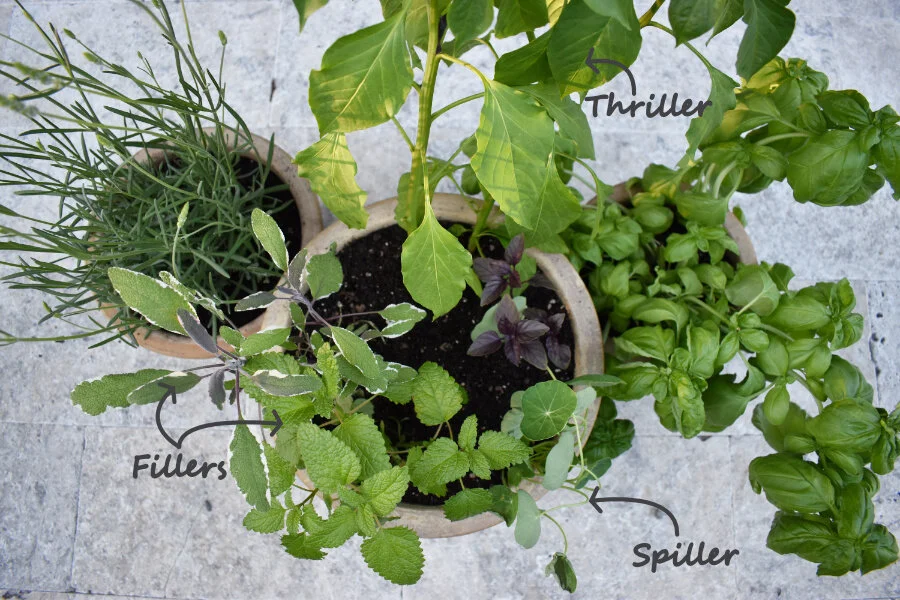 How to plant an herb container garden for patio or kitchen — Greenhouse ...