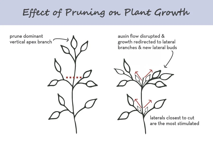 How To Branch Fiddle Leaf Figs (Notching vs. Pruning) — Greenhouse Studio