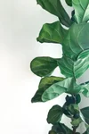 How To Branch Fiddle Leaf Figs (Notching vs. Pruning) — Greenhouse Studio