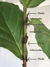 How To Branch Fiddle Leaf Figs (Notching vs. Pruning) — Greenhouse Studio