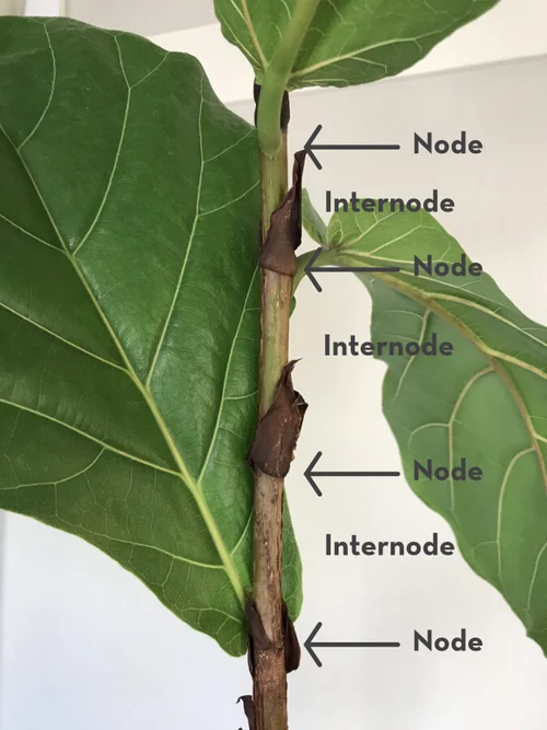 How To Branch Fiddle Leaf Figs (Notching vs. Pruning) — Greenhouse Studio