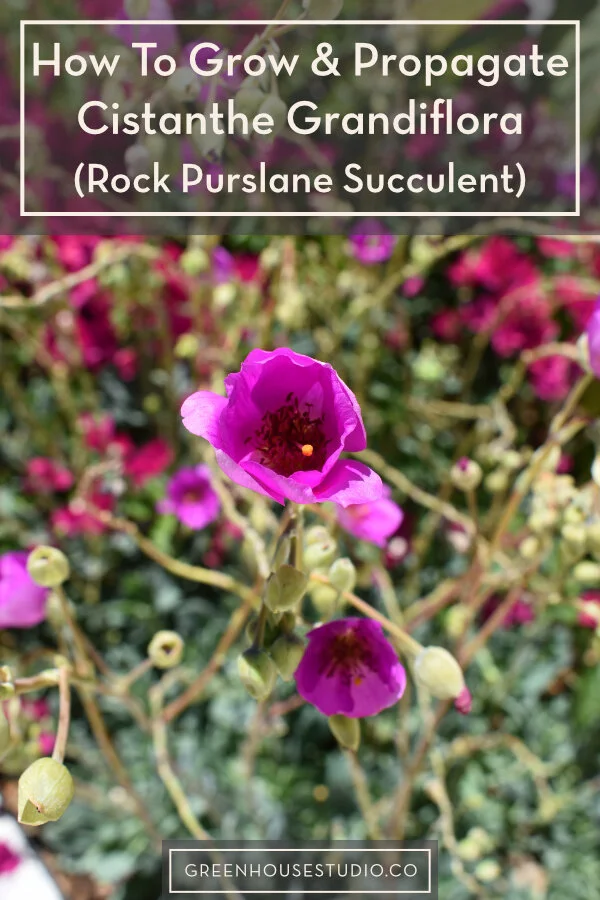 Succulent propagating - Rock Purslane, aka "Super Succulent" Cistanthe ...