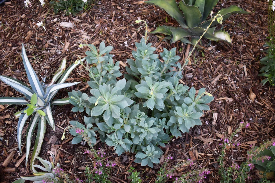 Succulent propagating - Rock Purslane, aka "Super Succulent" Cistanthe ...
