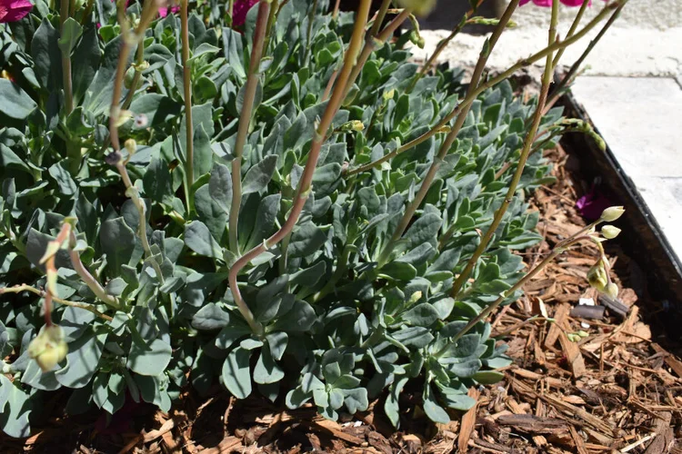 Succulent propagating - Rock Purslane, aka "Super Succulent" Cistanthe ...