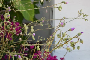 Succulent propagating - Rock Purslane, aka "Super Succulent" Cistanthe ...