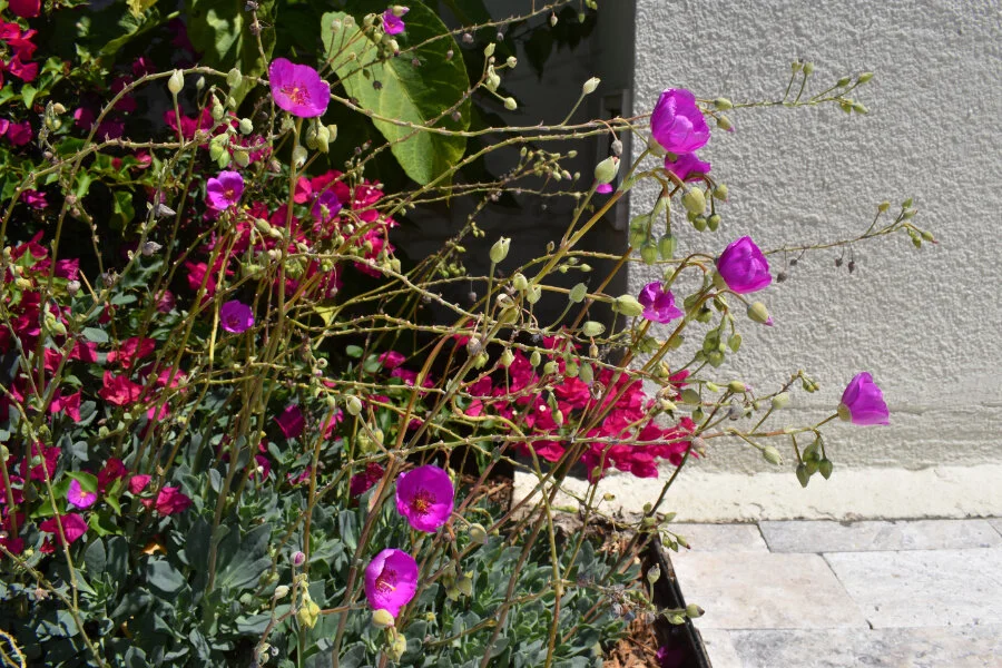 Succulent propagating - Rock Purslane, aka "Super Succulent" Cistanthe ...