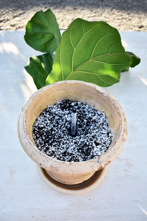 How to propagate & root fiddle leaf figs - 3 methods reviewed ...