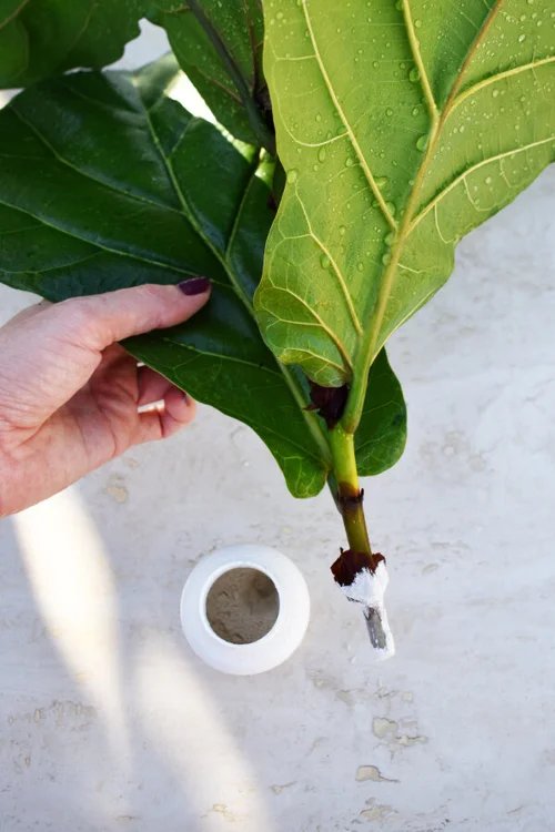 How to propagate & root fiddle leaf figs - 3 methods reviewed ...