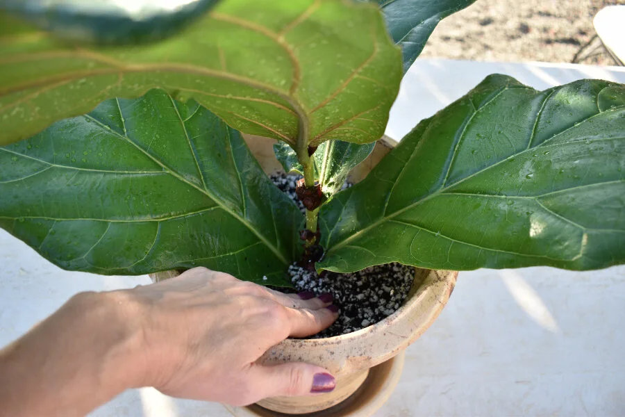 How to propagate & root fiddle leaf figs - 3 methods reviewed ...