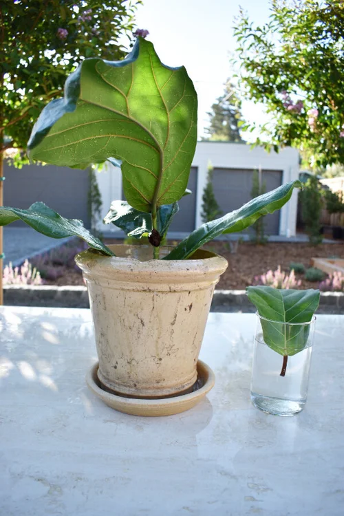 How to propagate & root fiddle leaf figs - 3 methods reviewed ...