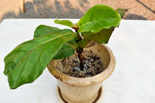 How to propagate & root fiddle leaf figs - 3 methods reviewed ...