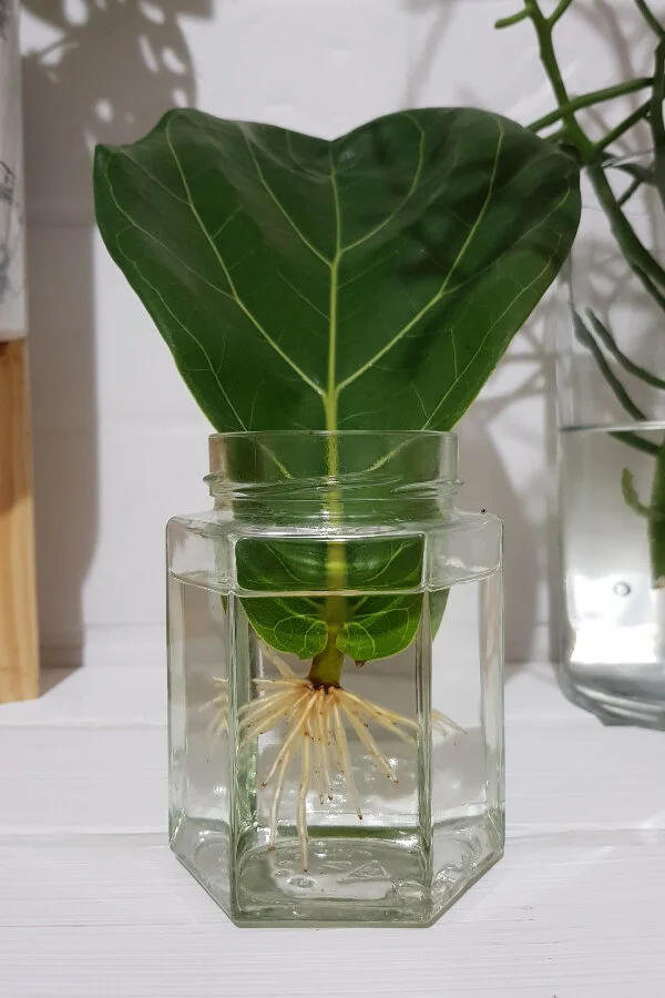 How to propagate & root fiddle leaf figs - 3 methods reviewed ...