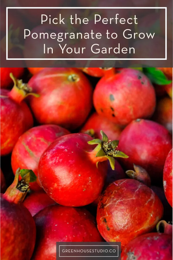 Best pomegranate varieties to grow in your garden & pots (Plus how to ...