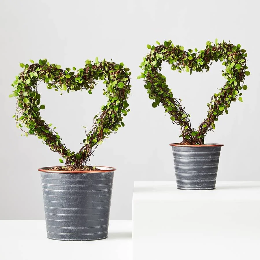 Valentines Day Gift Ideas For Plant Lovers — Greenhouse Studio
