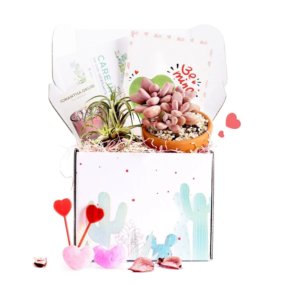 Valentines Day Gift Ideas For Plant Lovers — Greenhouse Studio