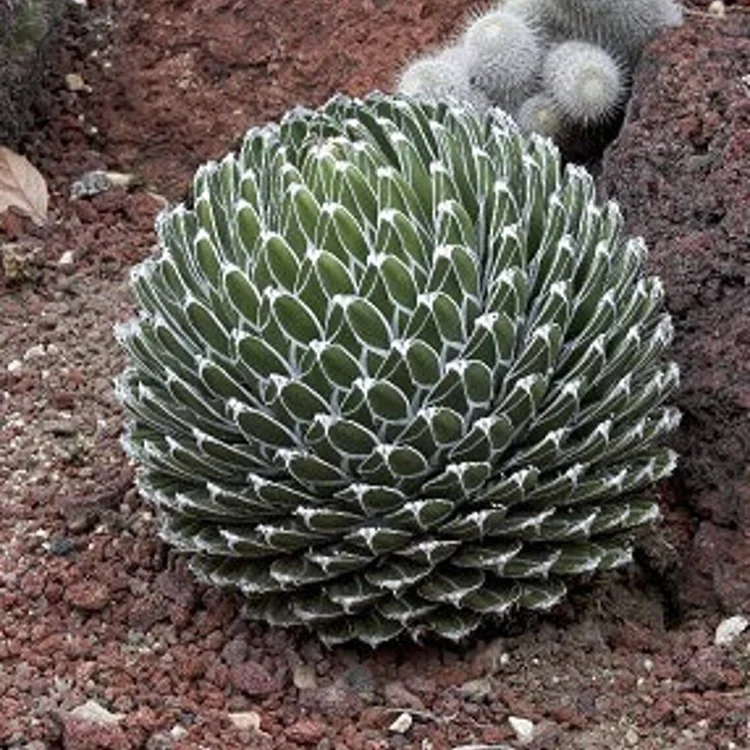 How To Propagate And Repot Agave Pups — Greenhouse Studio