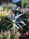 How To Propagate And Repot Agave Pups — Greenhouse Studio