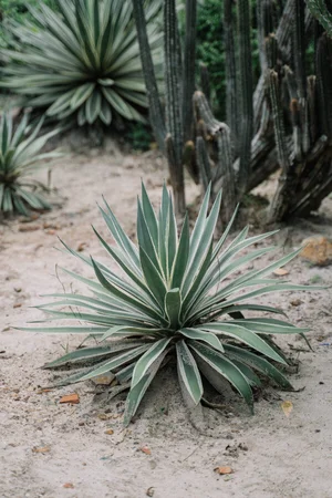 How To Propagate And Repot Agave Pups — Greenhouse Studio