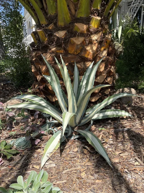 How To Propagate And Repot Agave Pups — Greenhouse Studio